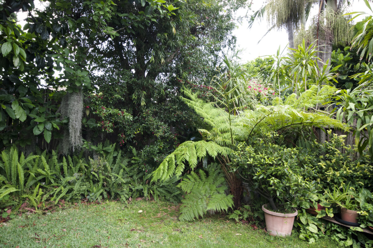 Backyard ferns, potted plants, tree fernS | Mapping Edges
