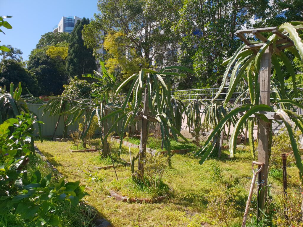 Dragon-fruit-field1 | Mapping Edges